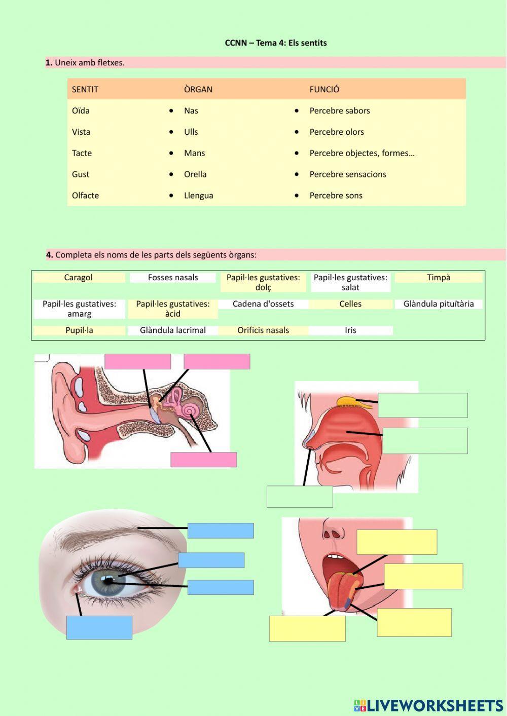 Els Sentits | Free Interactive Worksheets | 863336