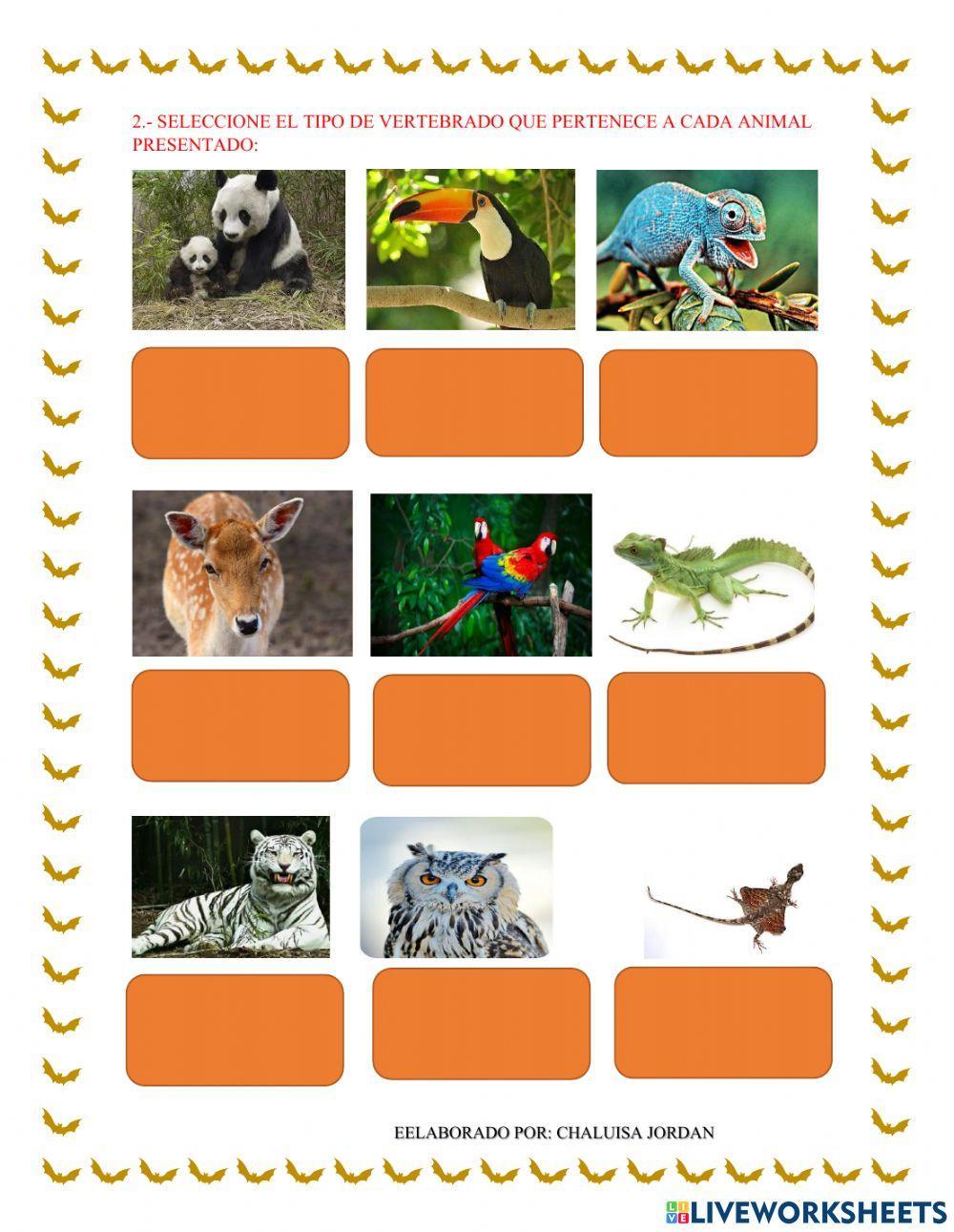 Animales vertebrados activity for 4TO | Live Worksheets