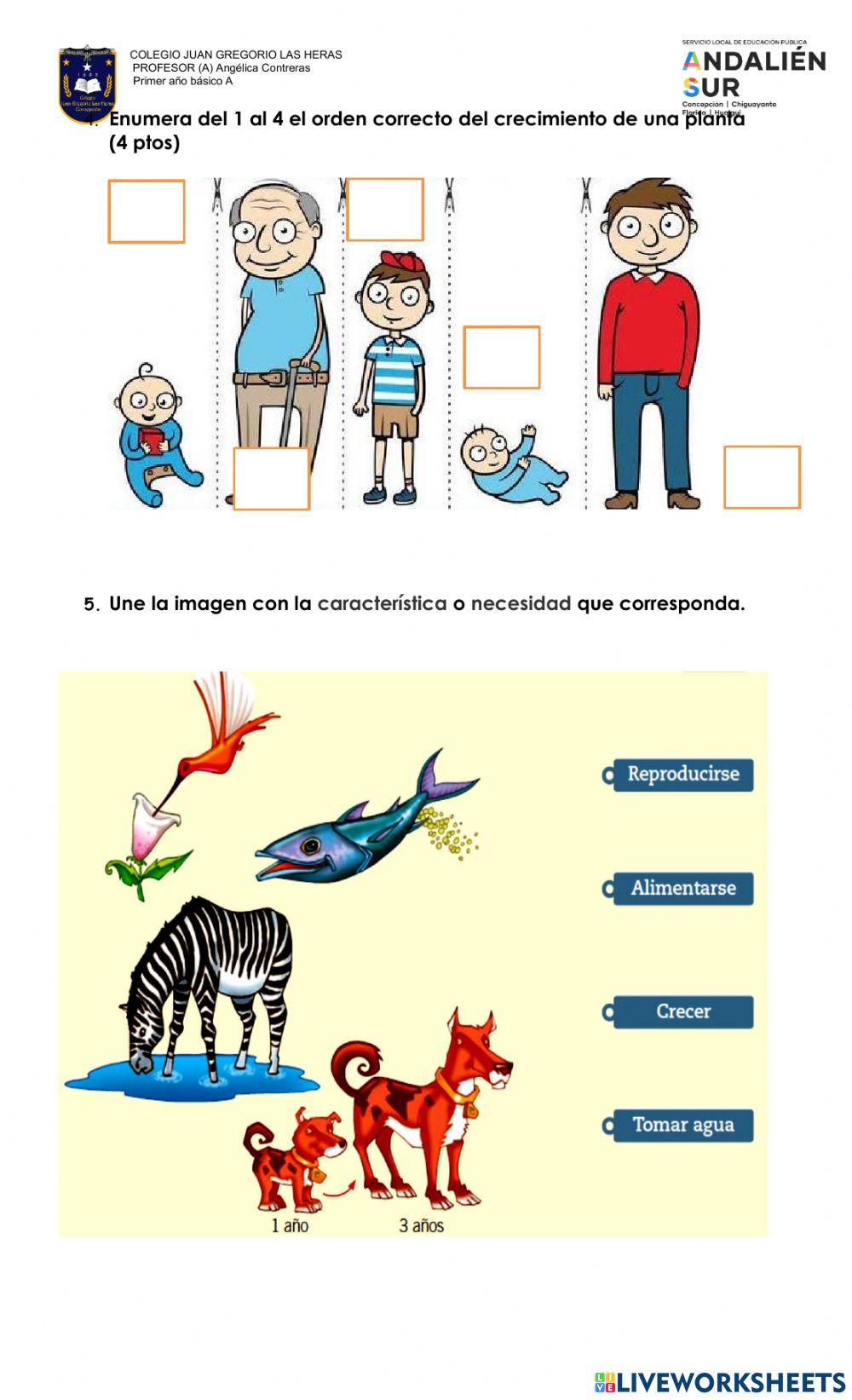 Seres vivos interactive activity for 1 basico | Live Worksheets