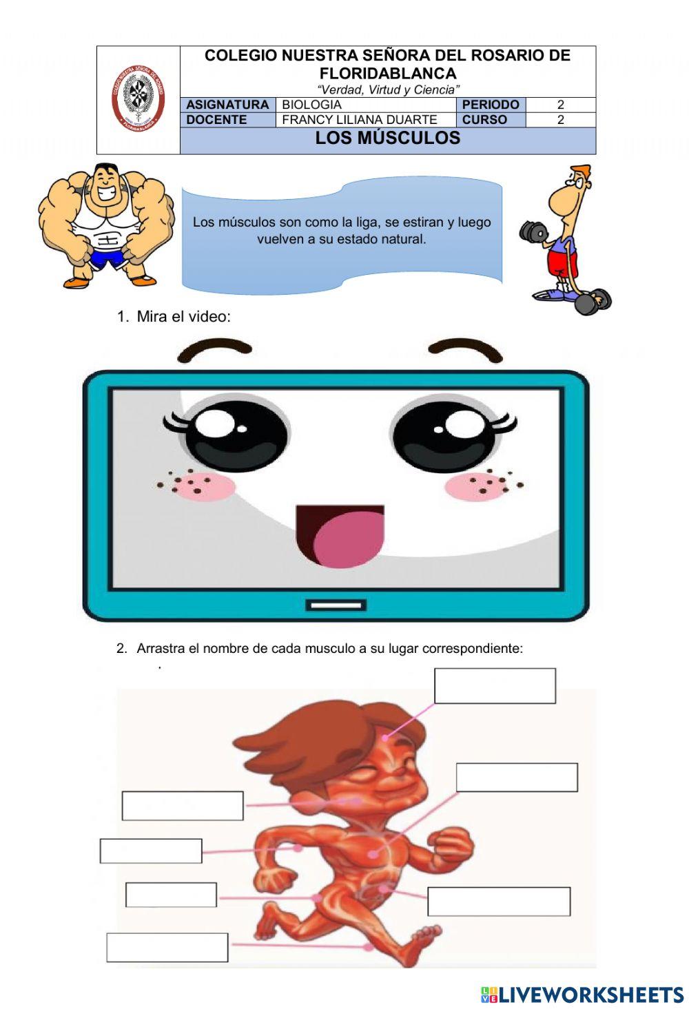 Los músculos online exercise for | Live Worksheets