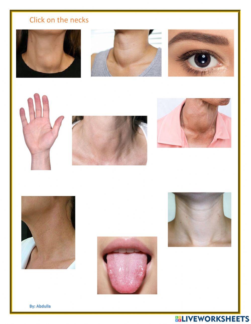 Identify neck worksheet | Live Worksheets
