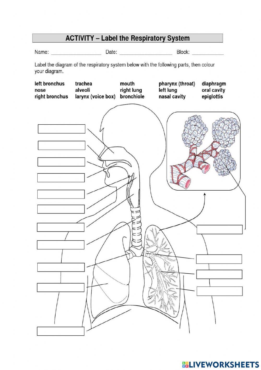 Labelled diagram of the respiratory system online exercise for | Live ...