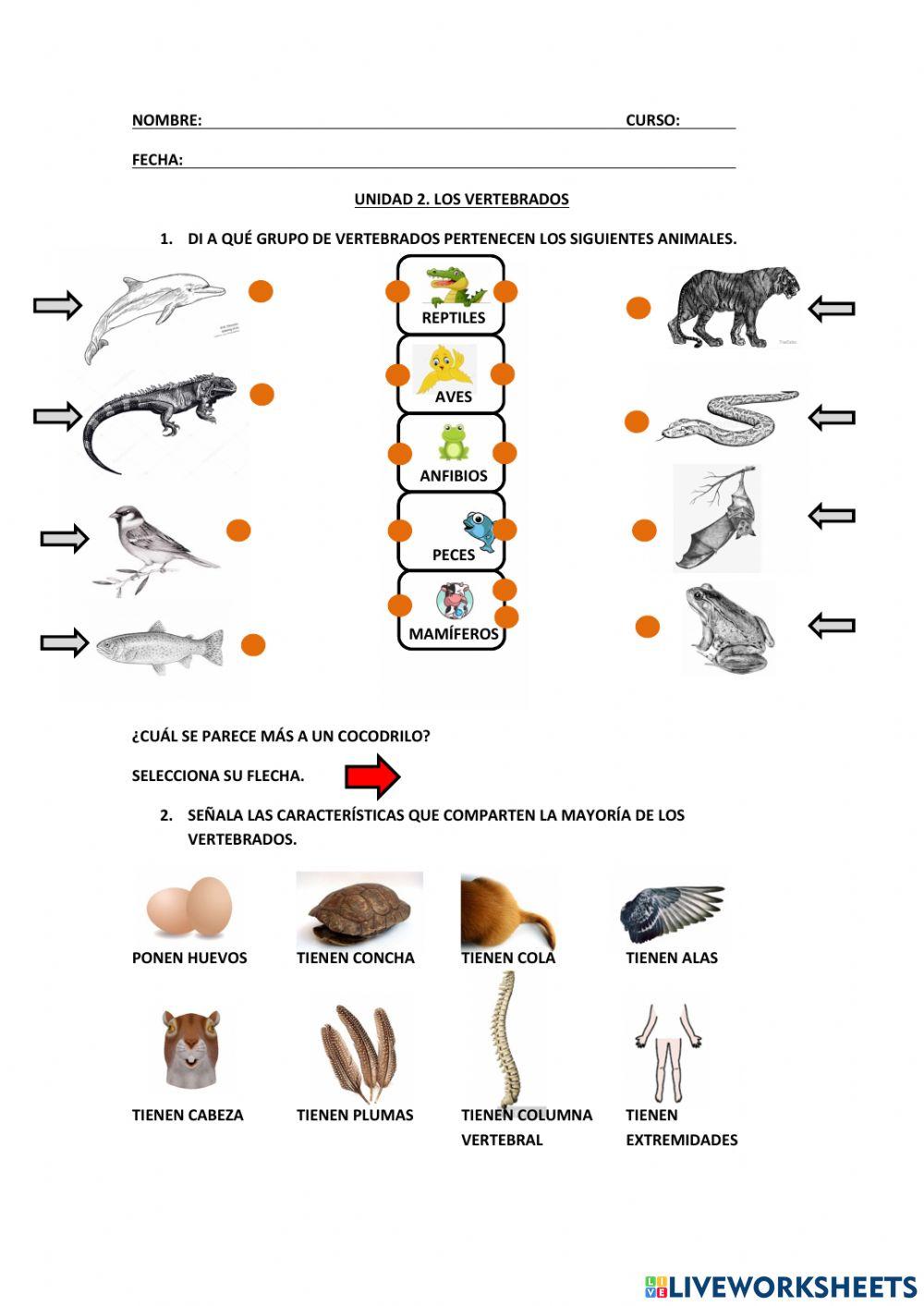Los vertebrados activity | Live Worksheets