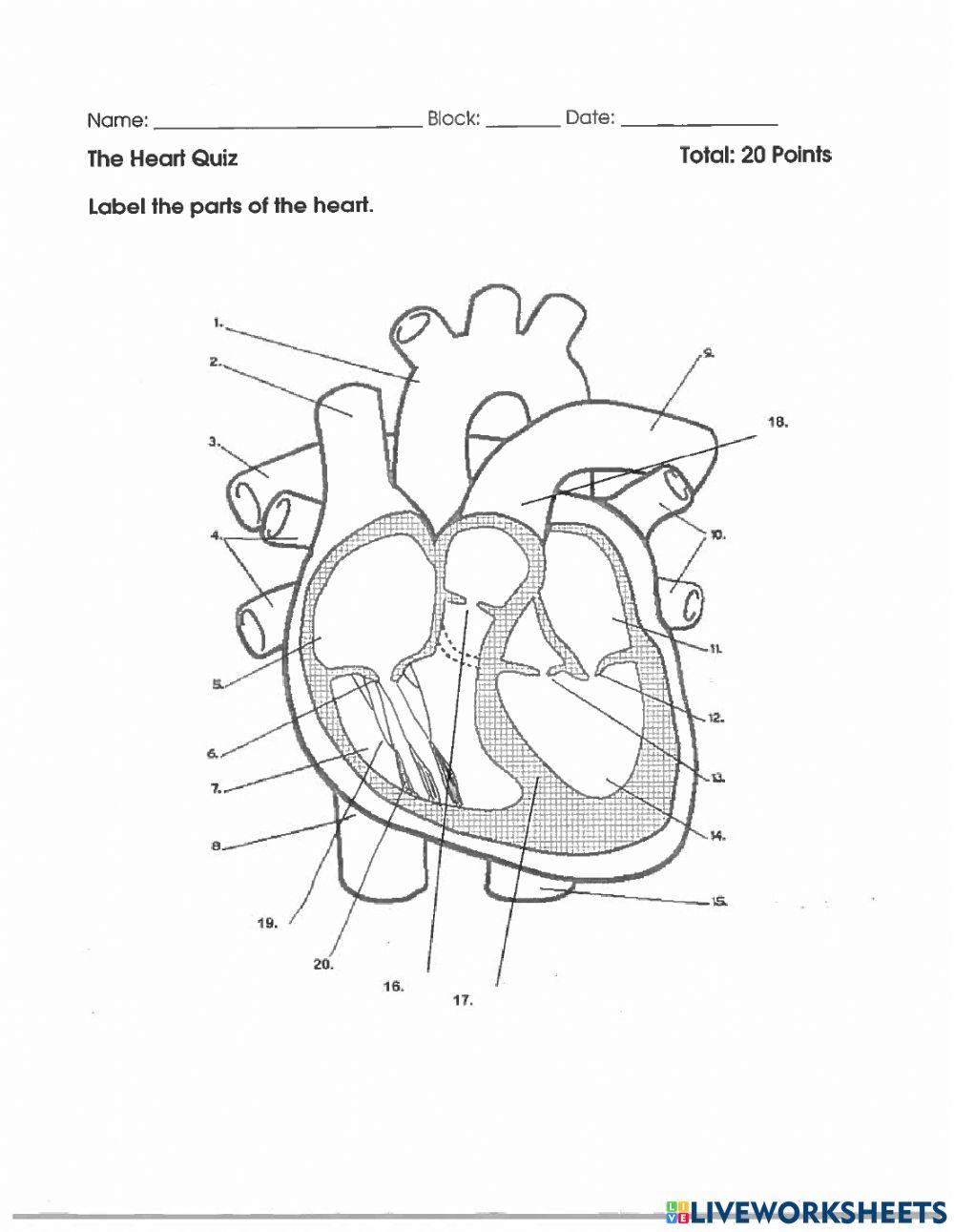 Heart Diagram Quiz