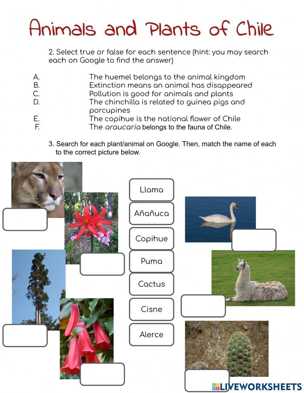 785900 | Chile Flora and Fauna Worksheet (English)