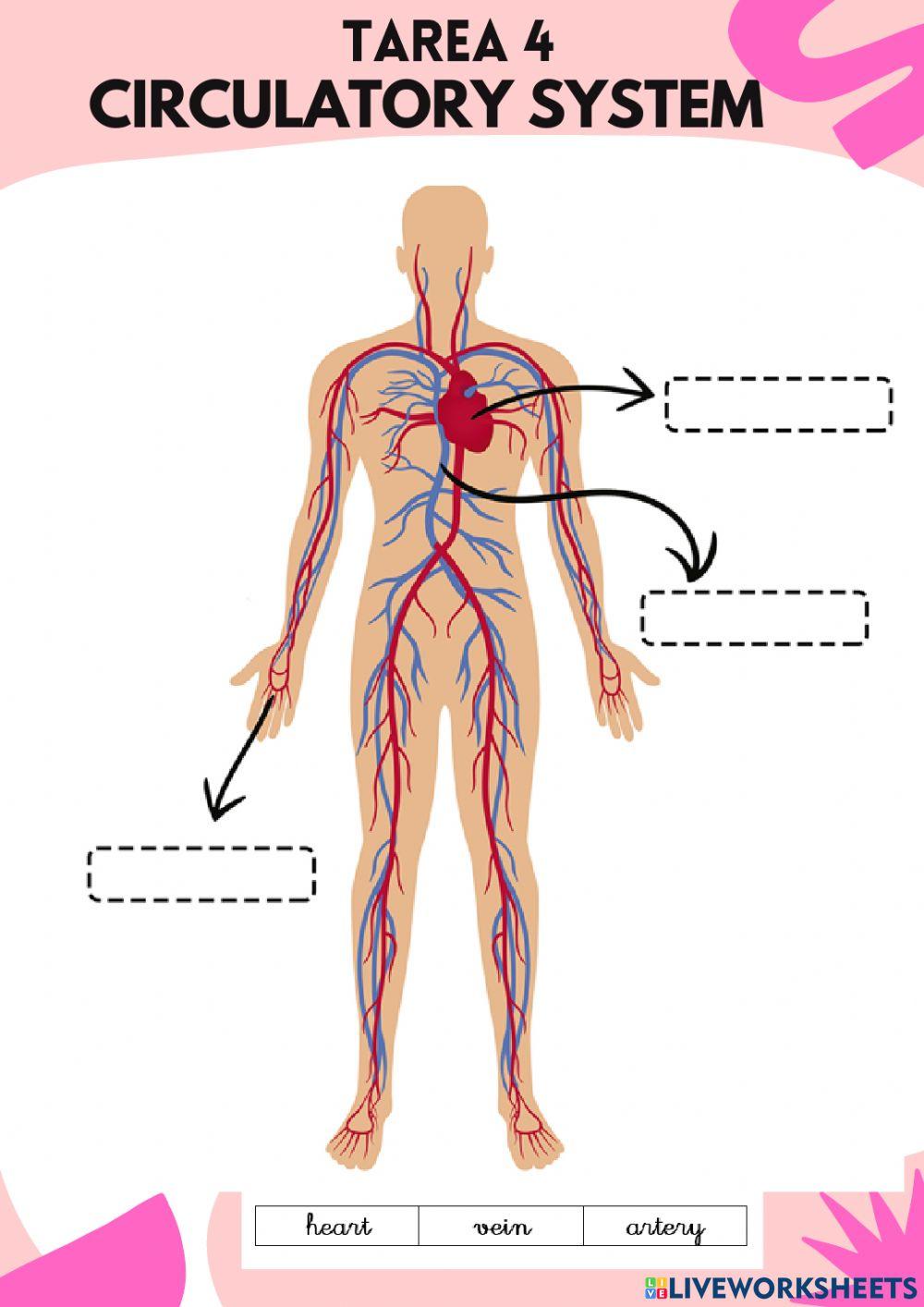 CIRCULATORY SYS… | Free Interactive Worksheets | 6462738
