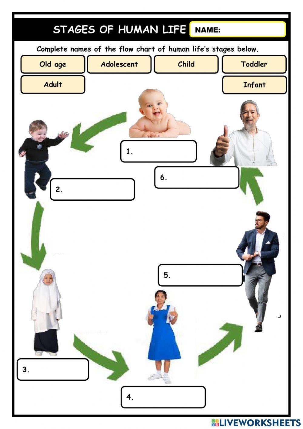 788176 | Stages of Human Life | FiqSarif