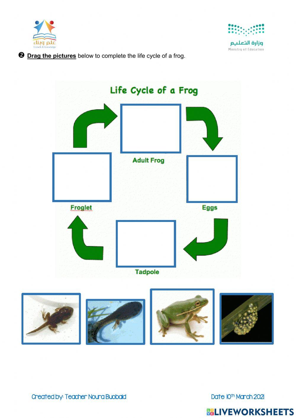 Animal Life Cycle Science Quiz Online Exercise For Live Worksheets animal-life-cycle-science-quiz-online-exercise-for-live-worksheets