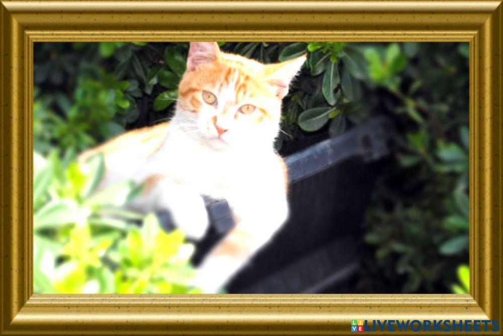 Bbb interactive worksheet | Live Worksheets