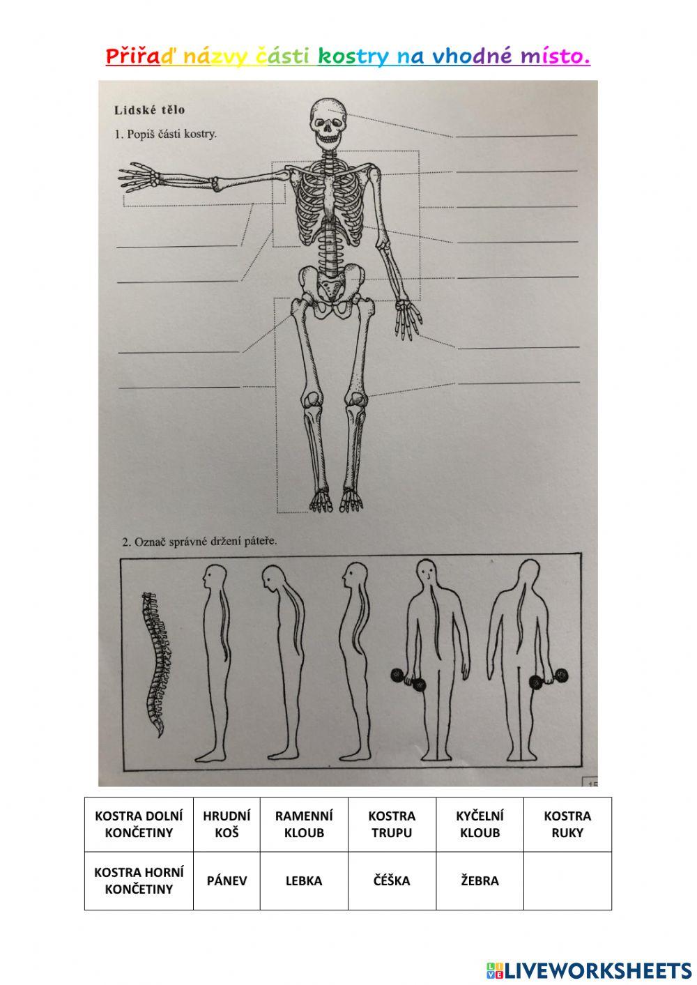 Části kostry worksheet | Live Worksheets