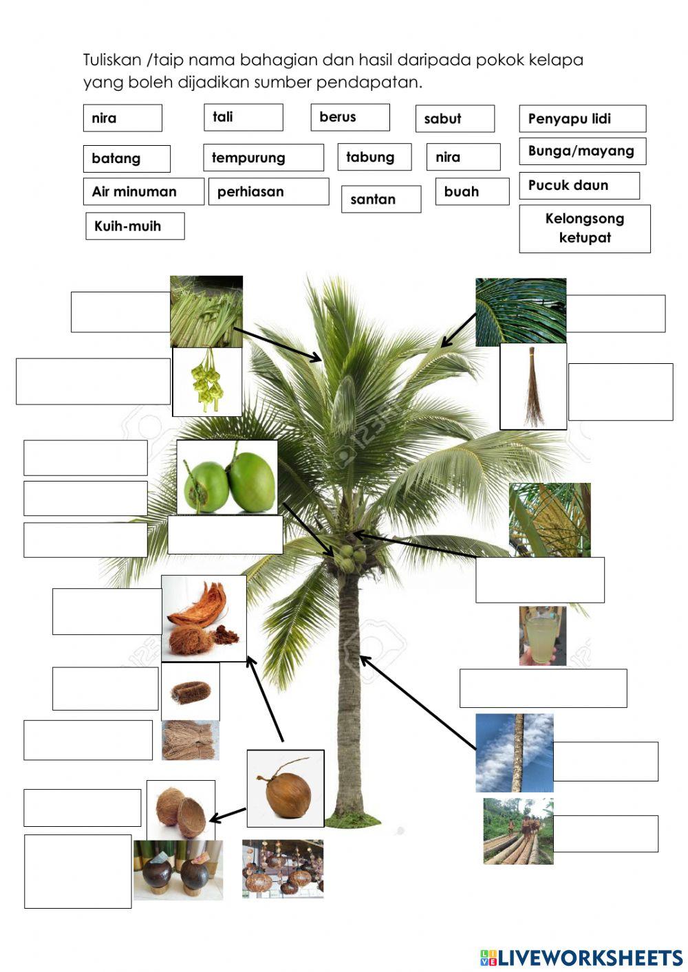 PSSAS TING 1:TUMBUHAN-Cikgu Hawa activity | Live Worksheets