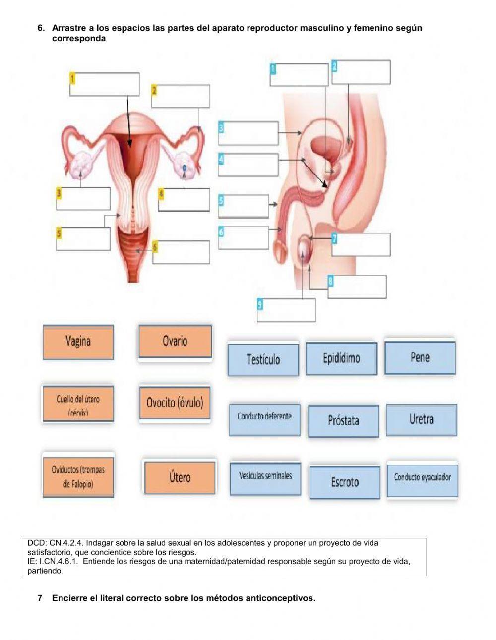 8VO CCNN EXAMEN… | Free Interactive Worksheets | 4849168