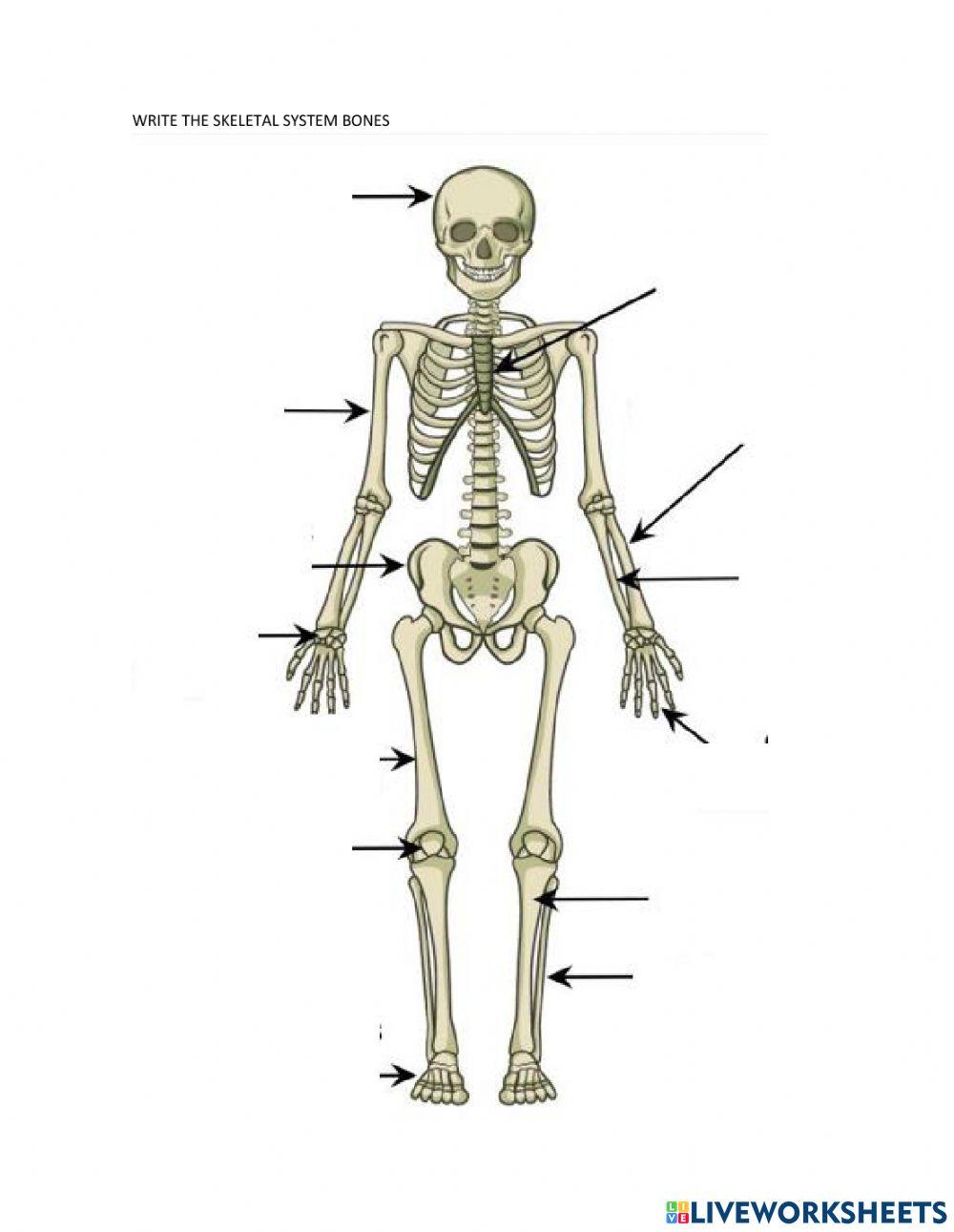 799932 | Skeletal | Clarena sierra | LiveWorksheets
