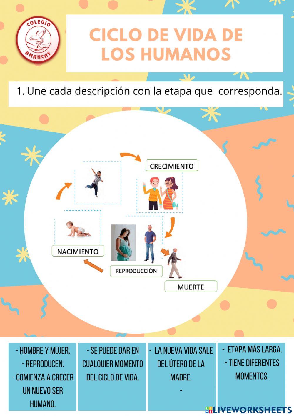 Ciclo de vida seres humanos worksheet | Live Worksheets