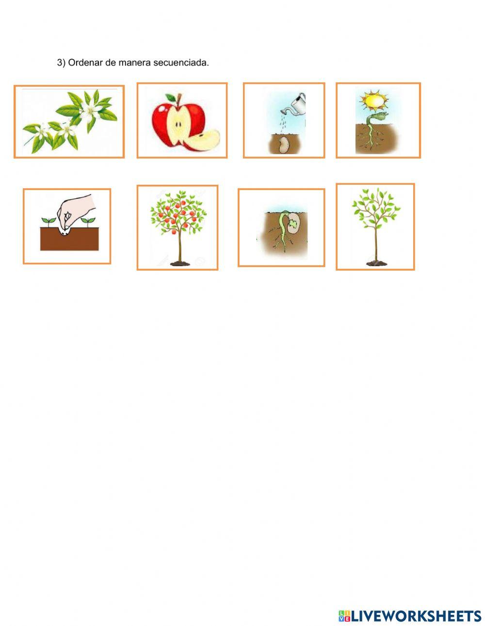 Ciclo De Vida De La Manzana