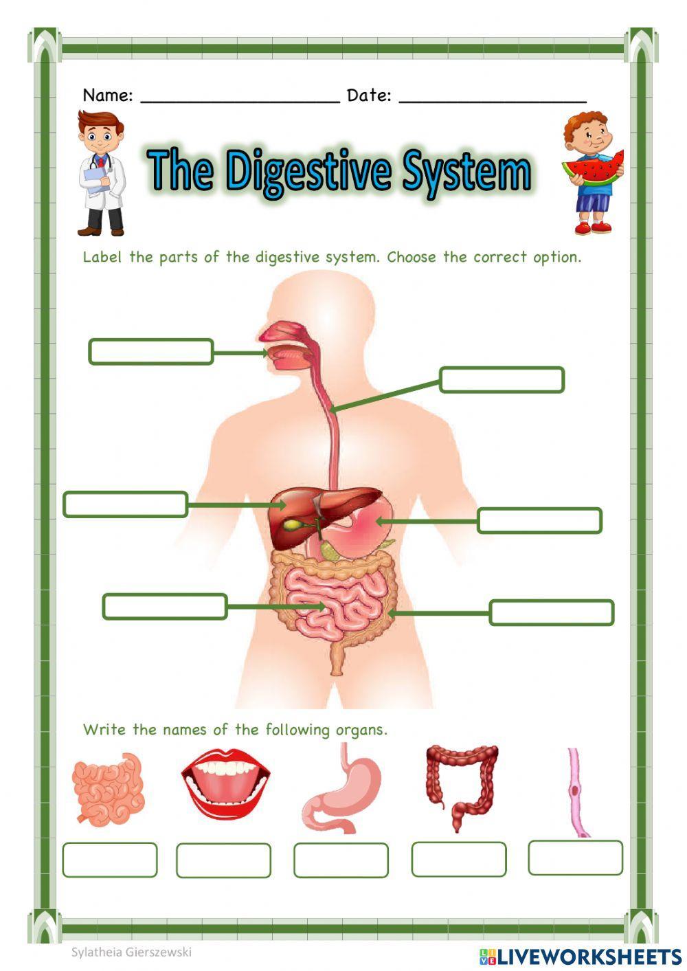 digestive system ordering activity