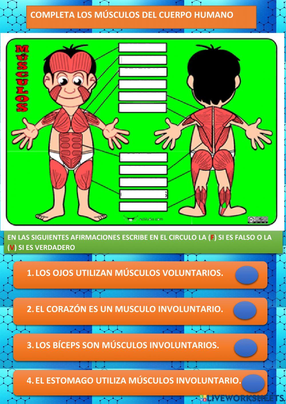 Los musculos worksheet | Live Worksheets