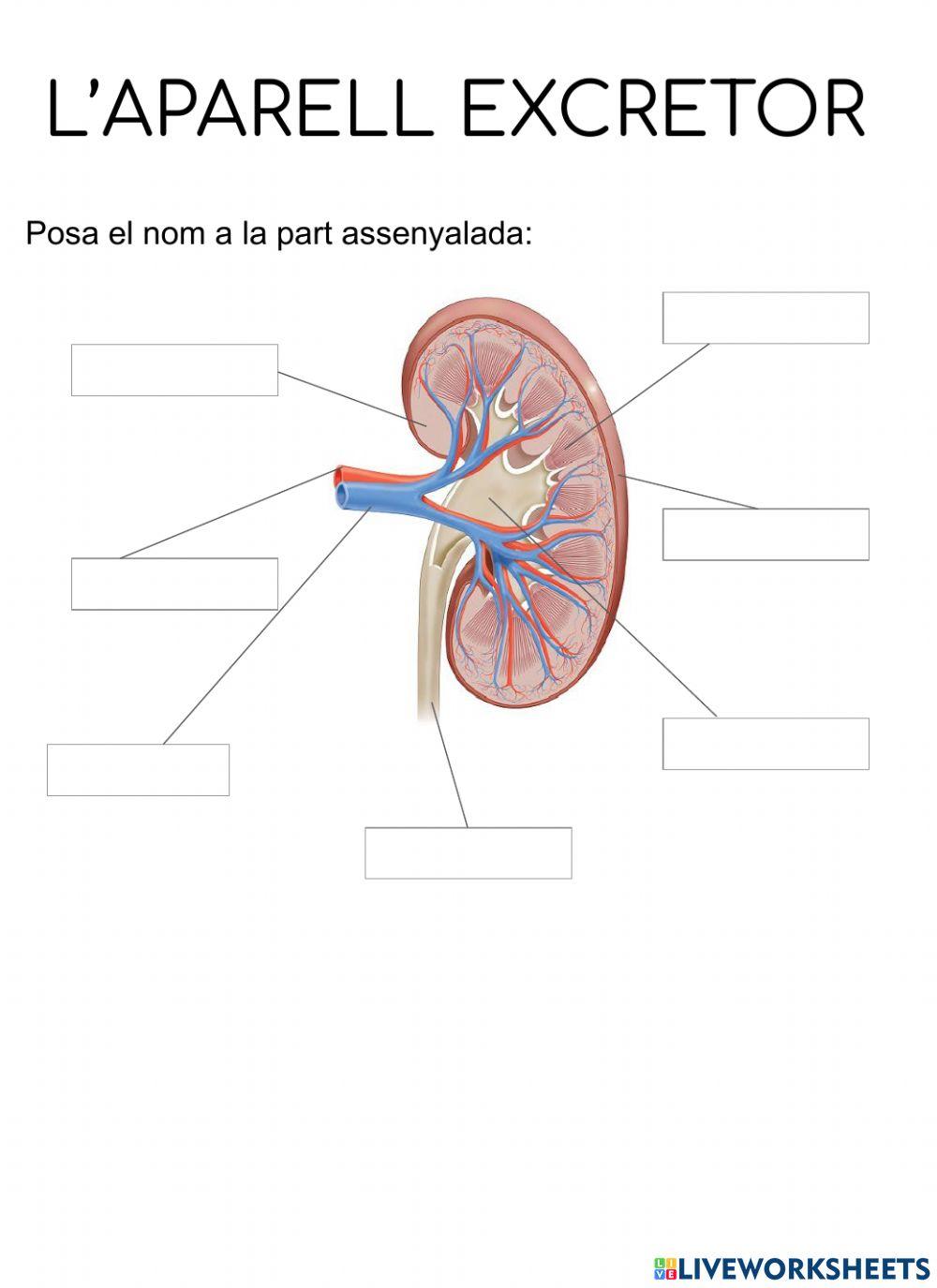 Parts del renyó worksheet | Live Worksheets