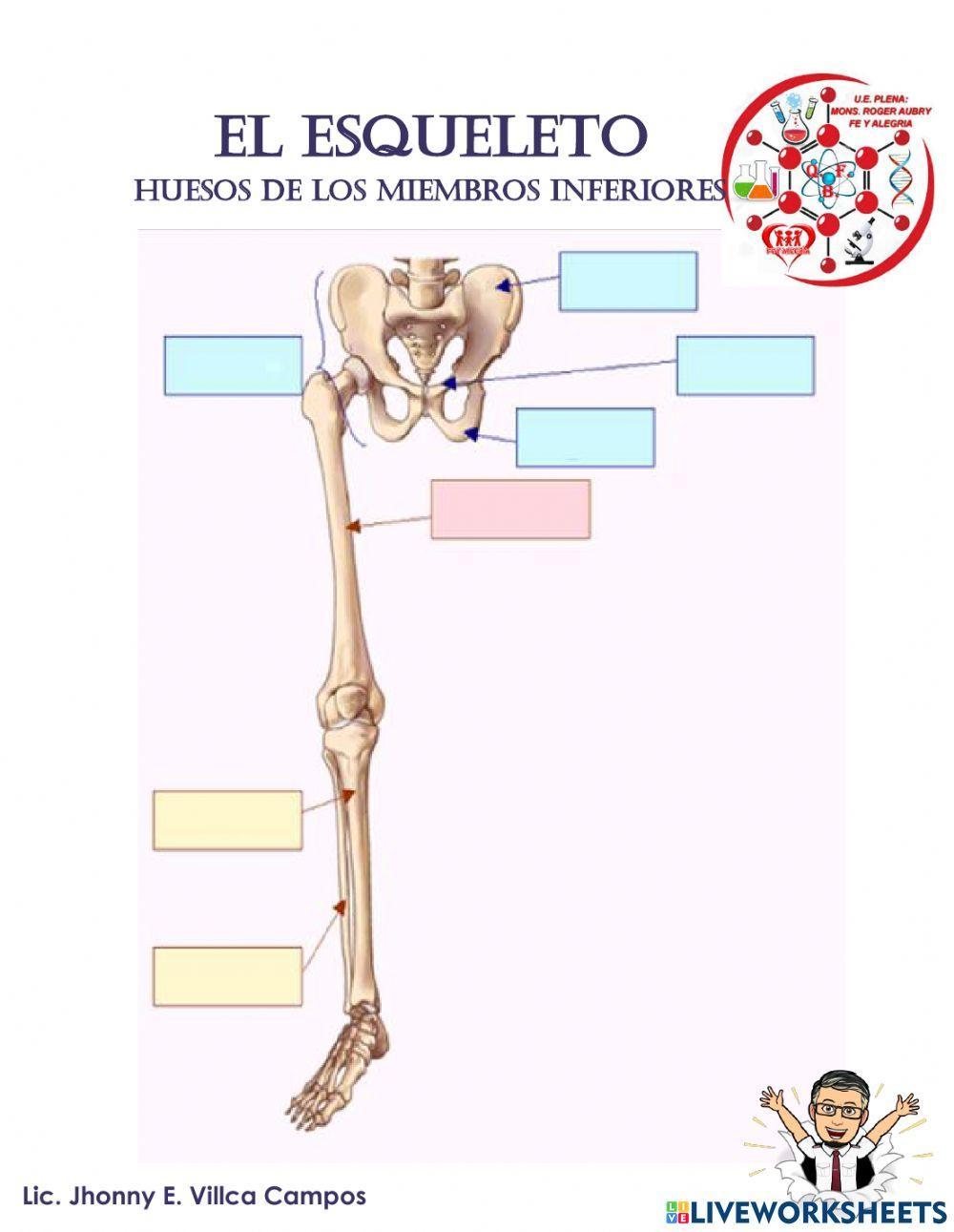 Huesos del los … | Free Interactive Worksheets | 909480