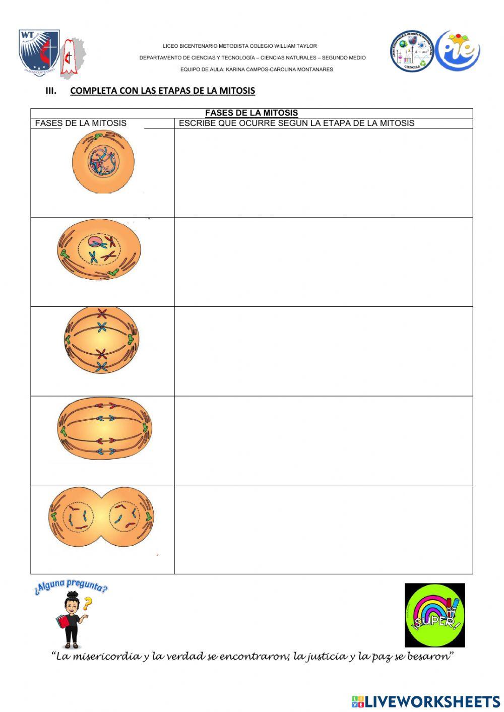 Guía Mitosis worksheet | Live Worksheets