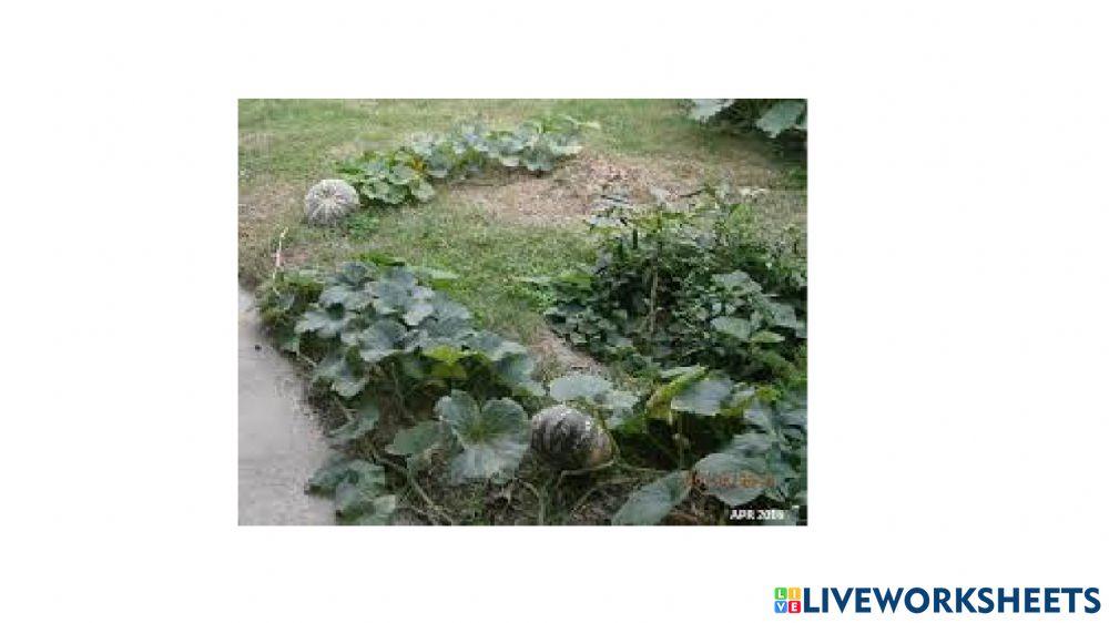 KhalilahSalleh | Jenis-jenis bunga 911407