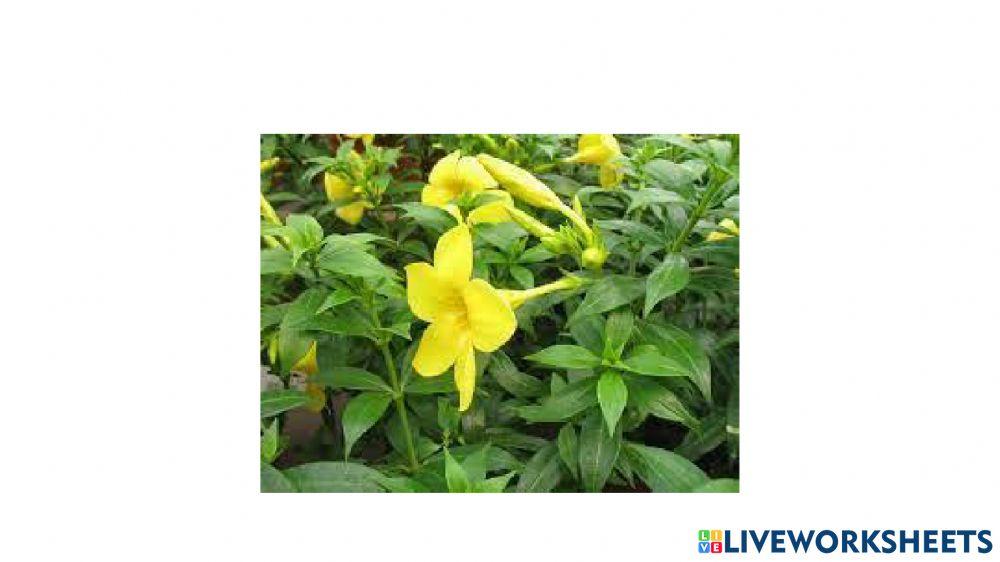 KhalilahSalleh | Jenis-jenis bunga 911407