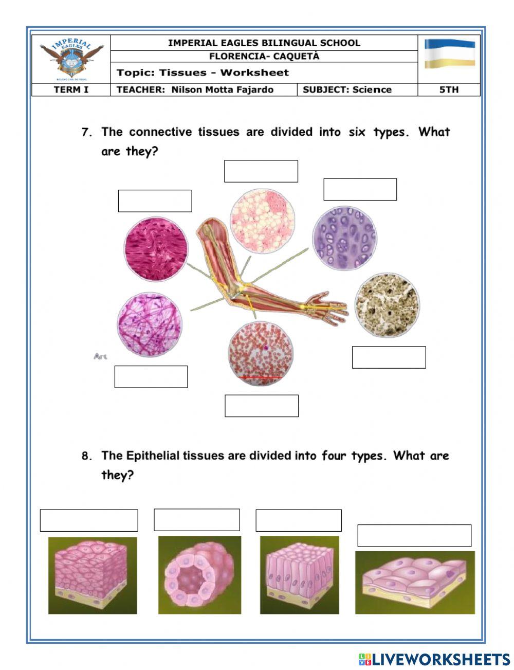 Animal Tissues 4957061 | NilsonMotta | Live Worksheets