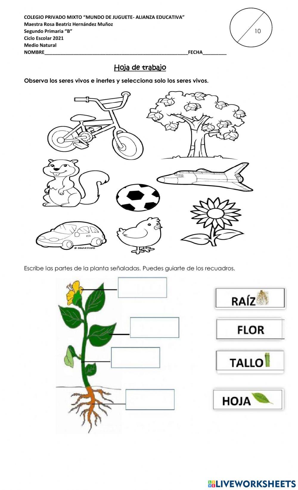 Los Seres Vivos Ficha De Actividad Teacher Made – Bilarasa