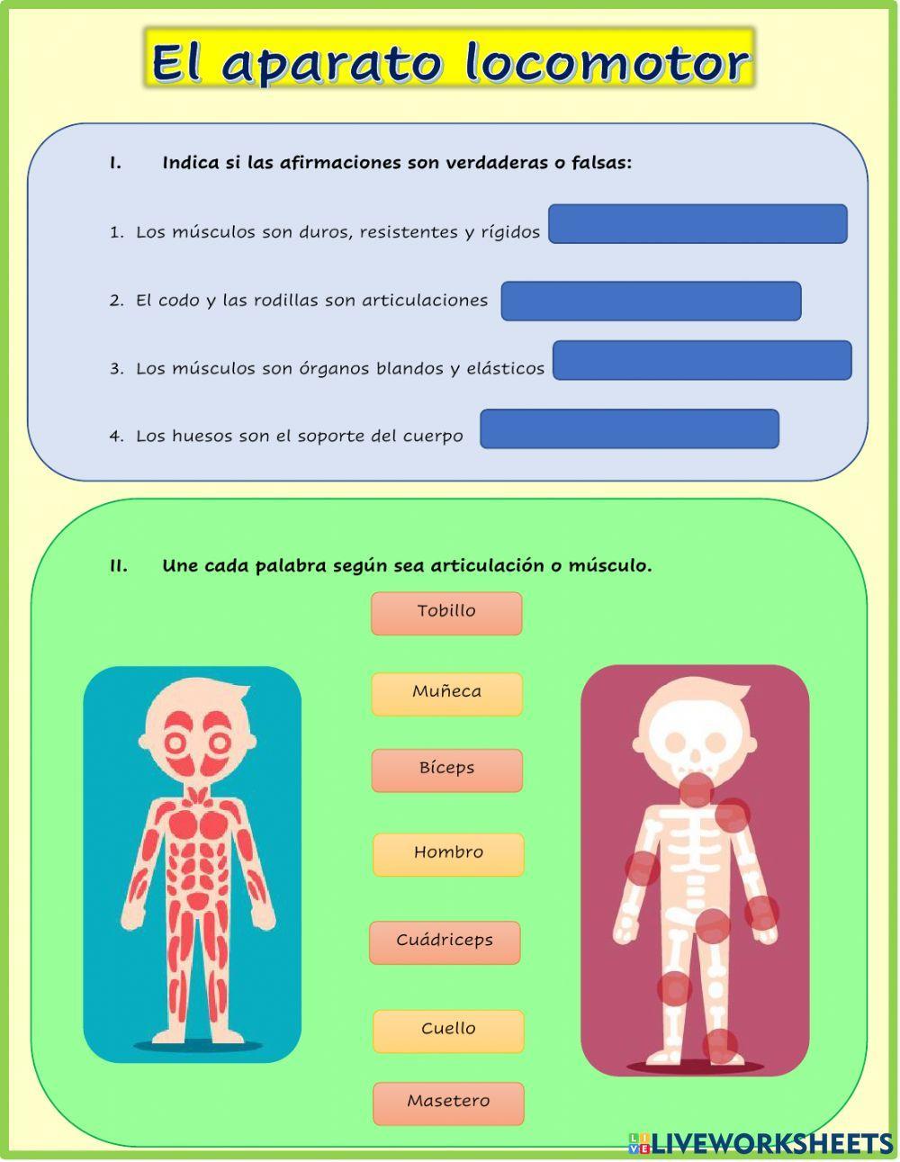 Sistema locomot… | Free Interactive Worksheets | 914038