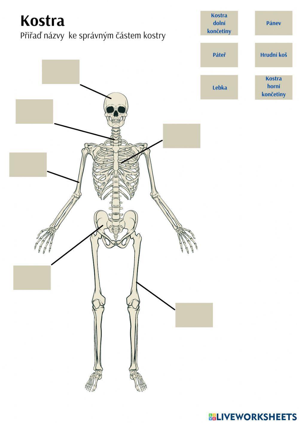 Kostra člověka activity | Live Worksheets