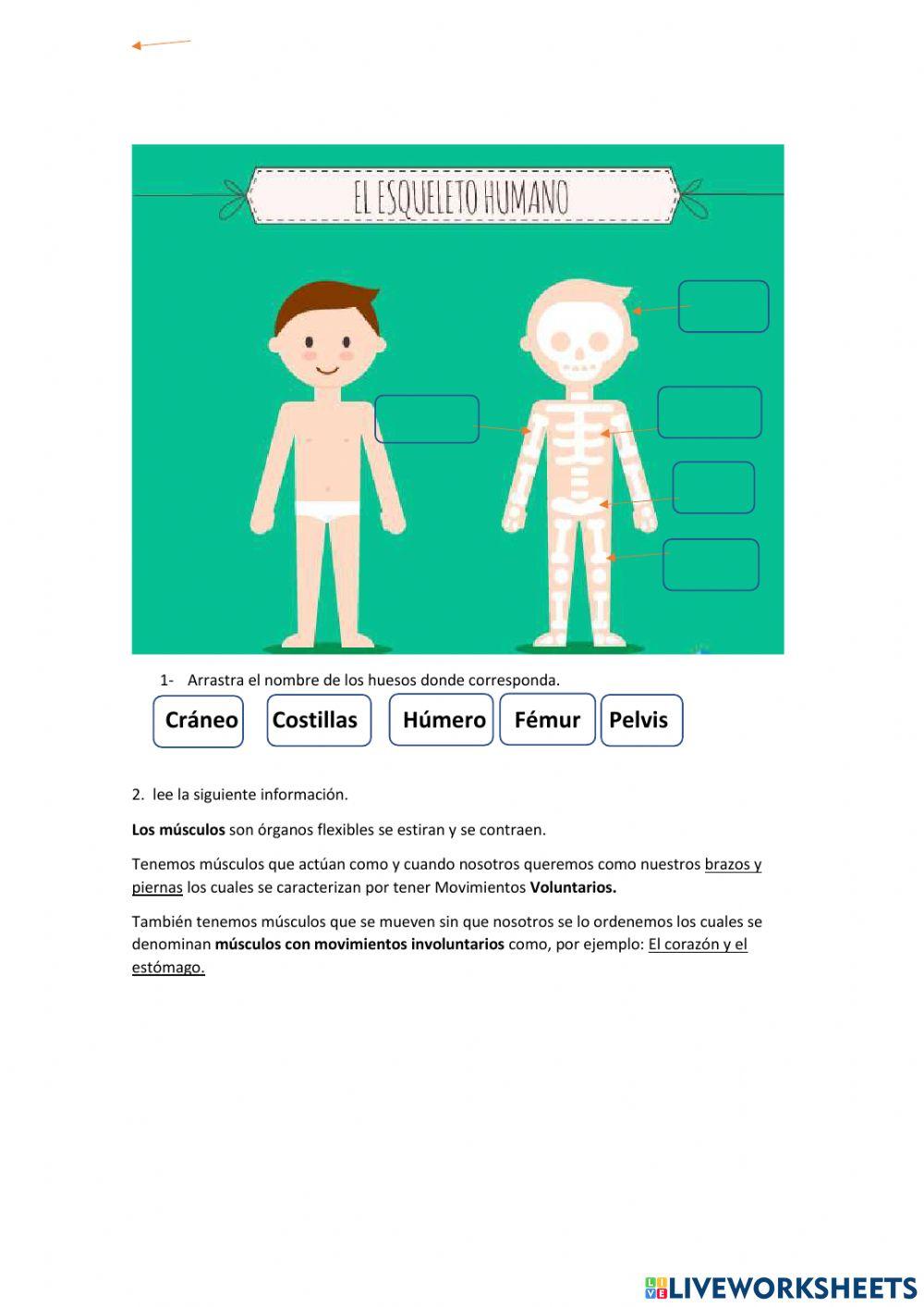 Los huesos y los musculos worksheet | Live Worksheets