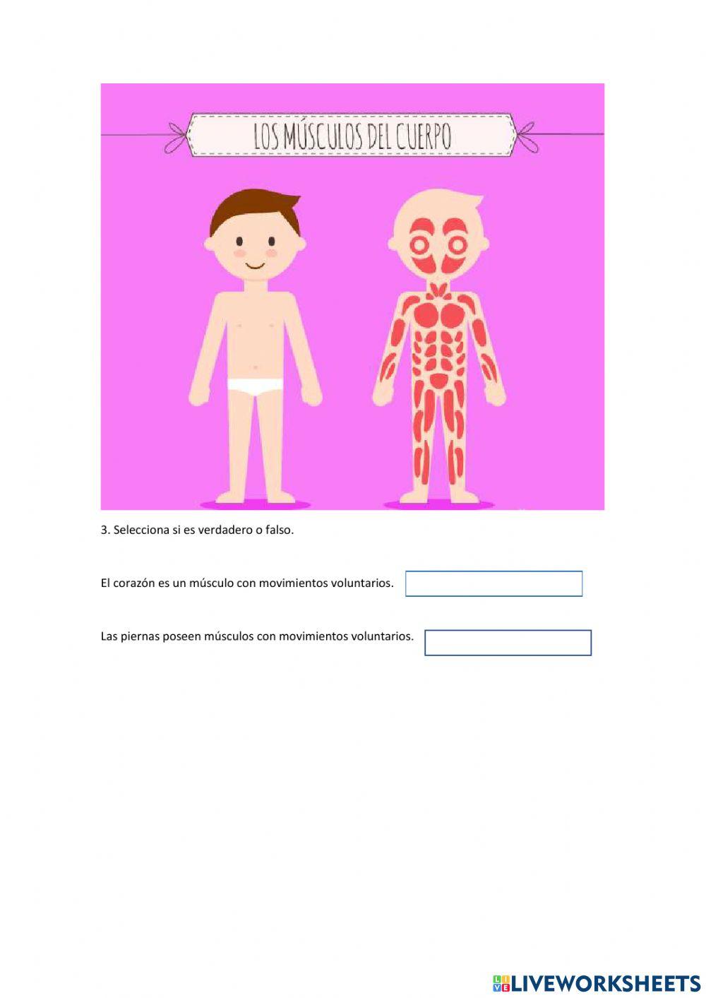 Los huesos y los musculos worksheet | Live Worksheets