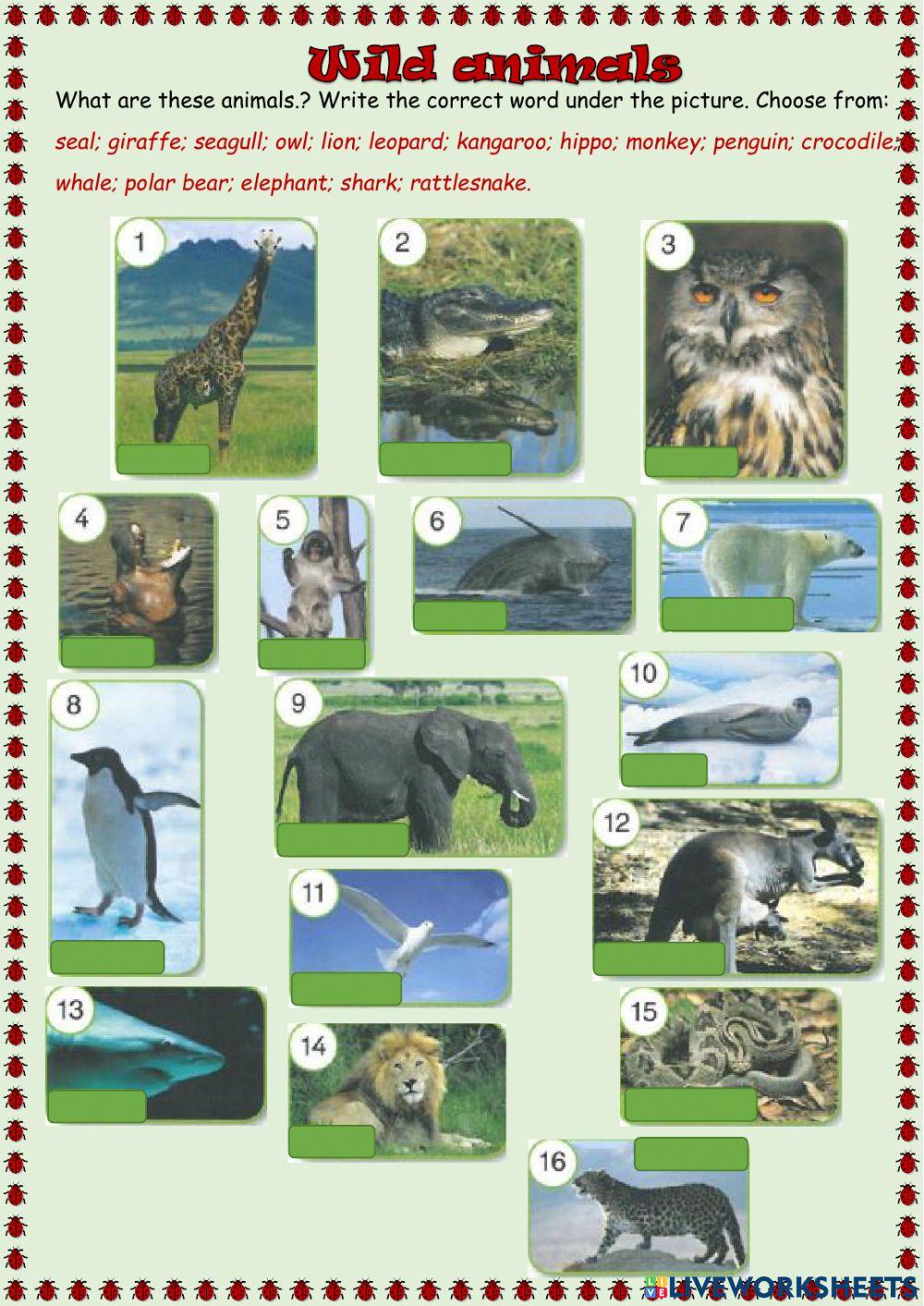 Wild animals | Free Interactive Worksheets | 922011