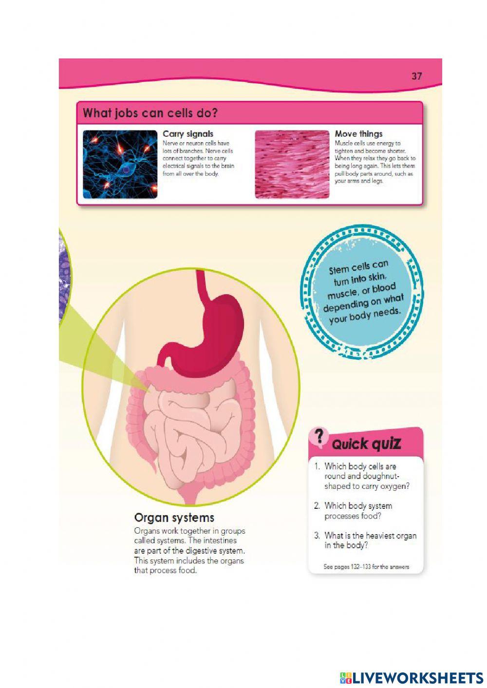 Pdf online worksheet: Human body | Live Worksheets