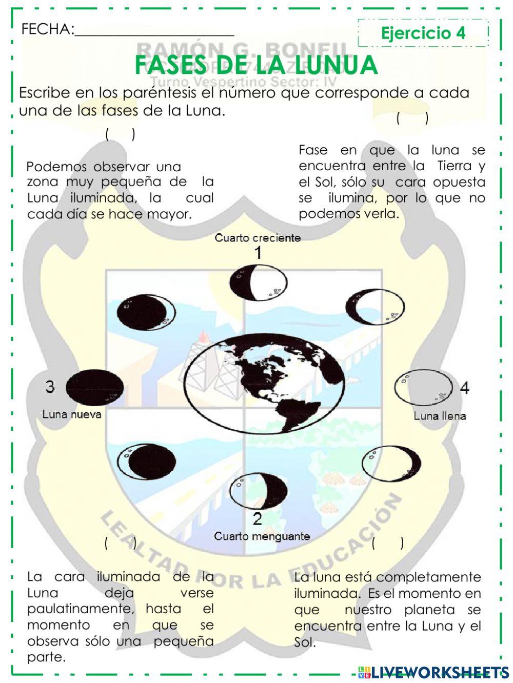 C.N. FASES DE L… | Free Interactive Worksheets | 4966681