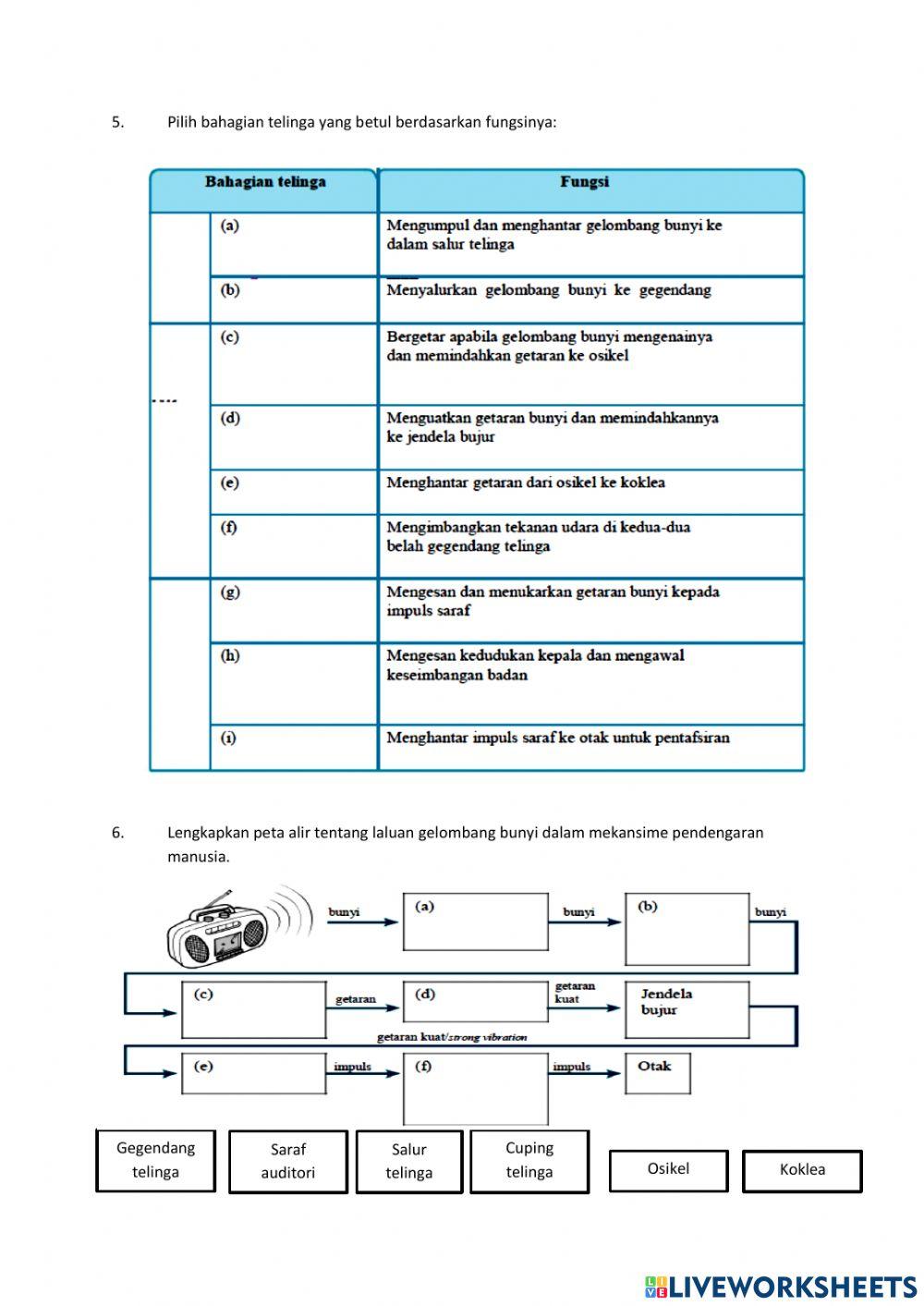 Struktur teling… | Free Interactive Worksheets | 926477