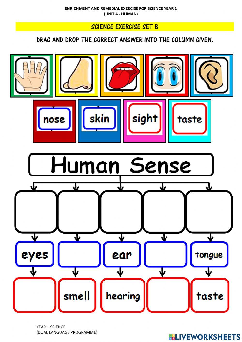 Human's Five Se… | Free Interactive Worksheets | 927461
