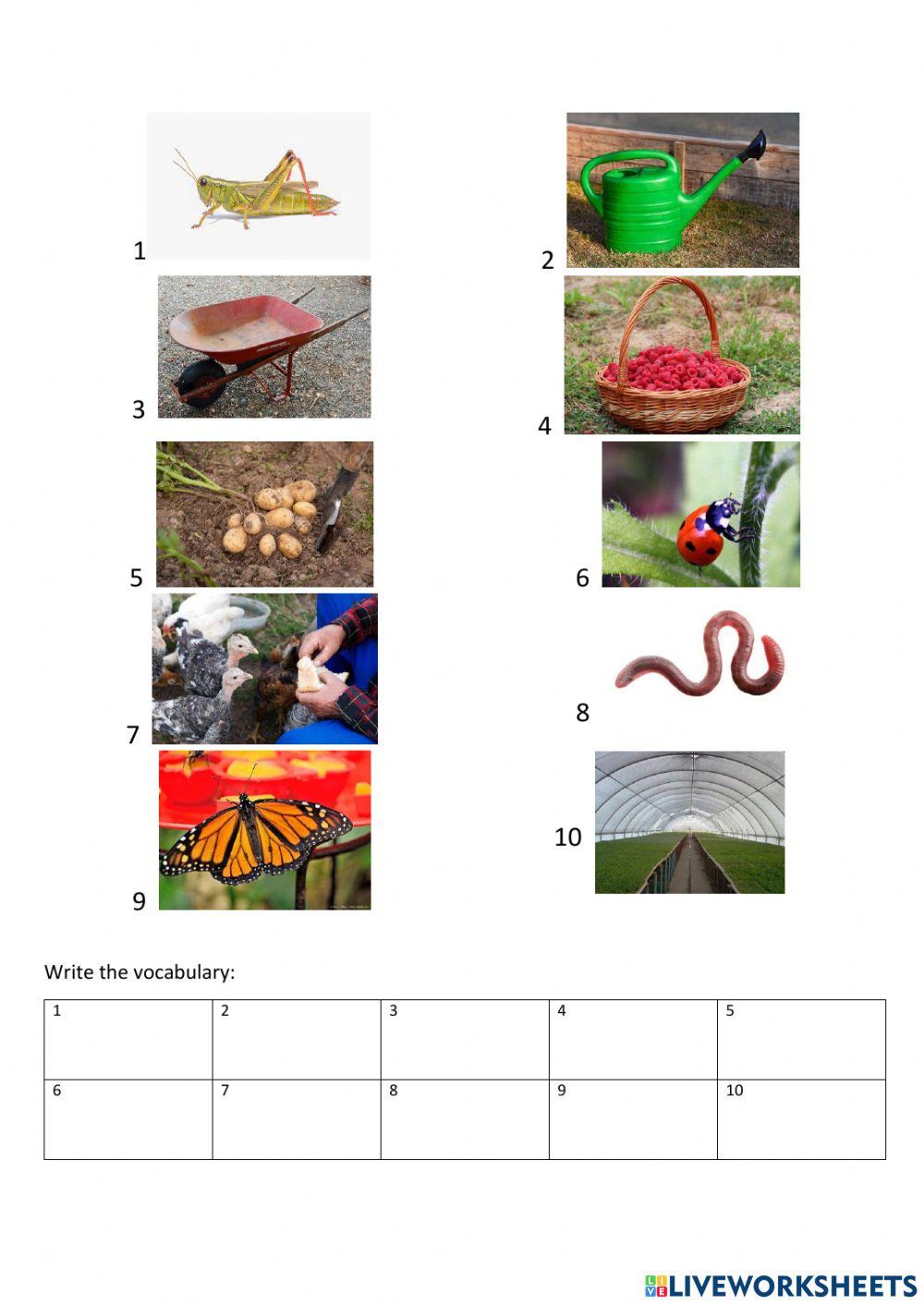 In the garden free exercise | Live Worksheets