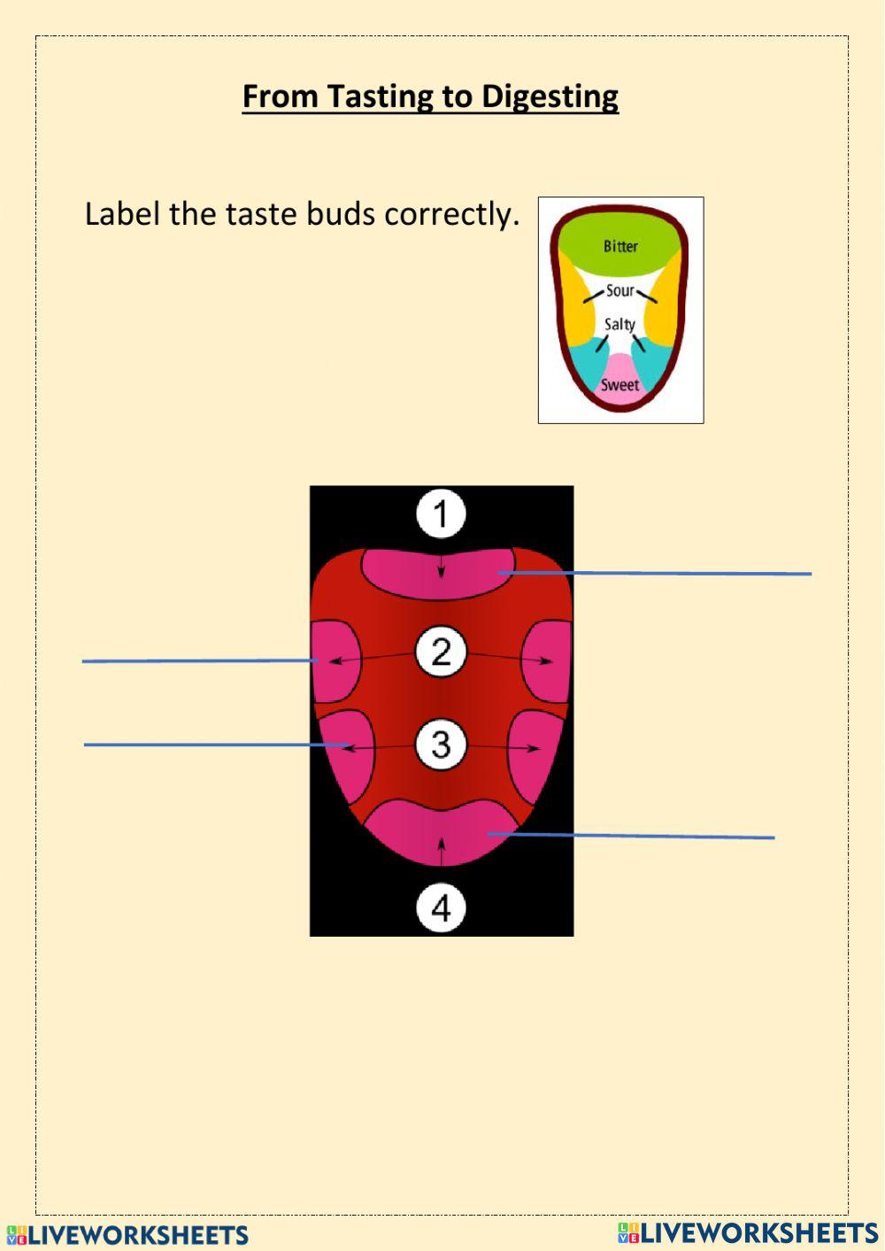 Tongue: from tasting to digesting class 5 EVS 4973293