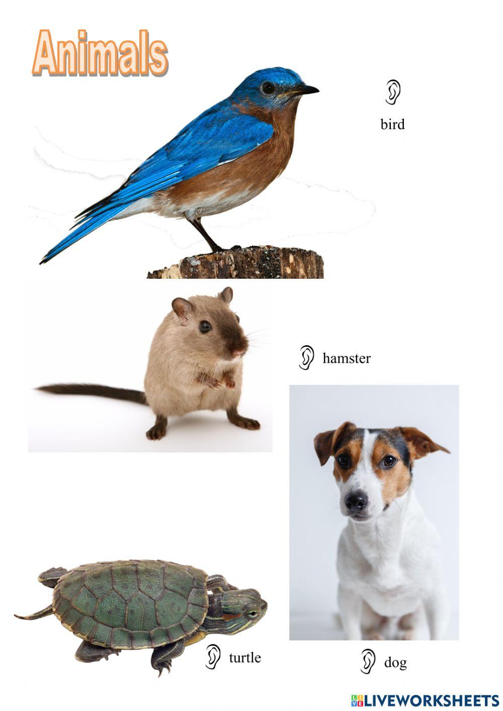 935510 | Animals 1st primary | gemagps | LiveWorksheets