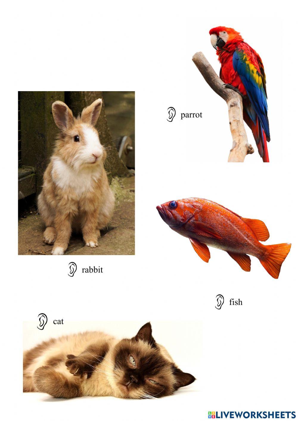 935510 | Animals 1st primary | gemagps | LiveWorksheets