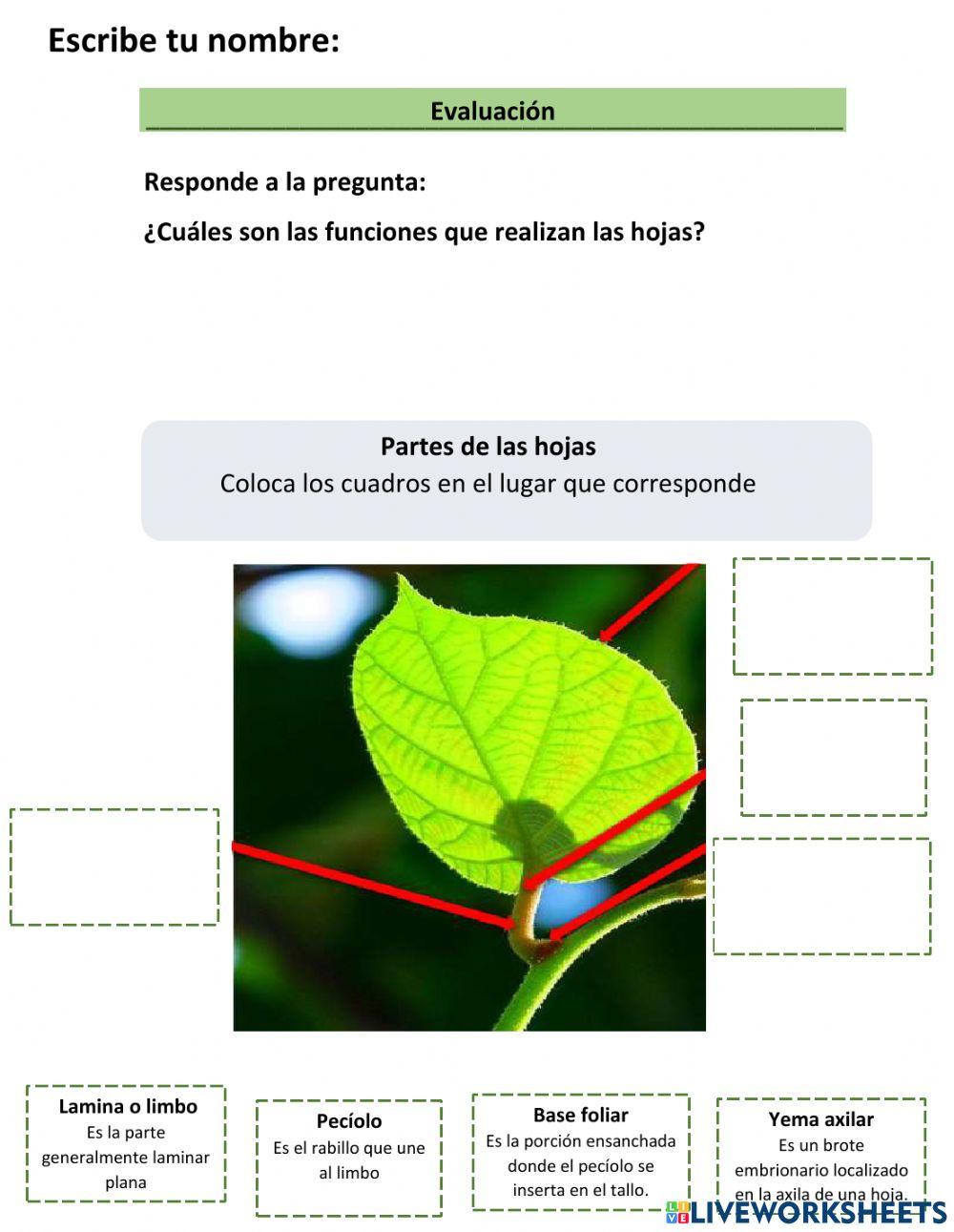 Las hojas activity for Primaria | Live Worksheets