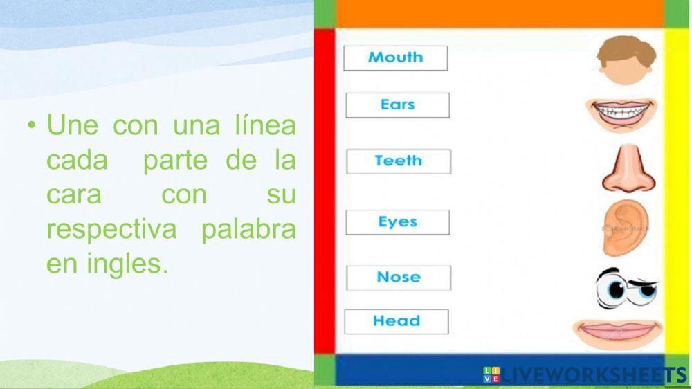 Partes de la cara online exercise for PREJARDIN | Live Worksheets