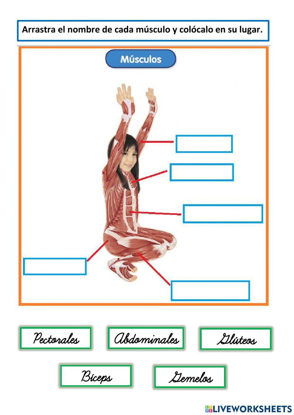 Conocemos los músculos worksheet | Live Worksheets
