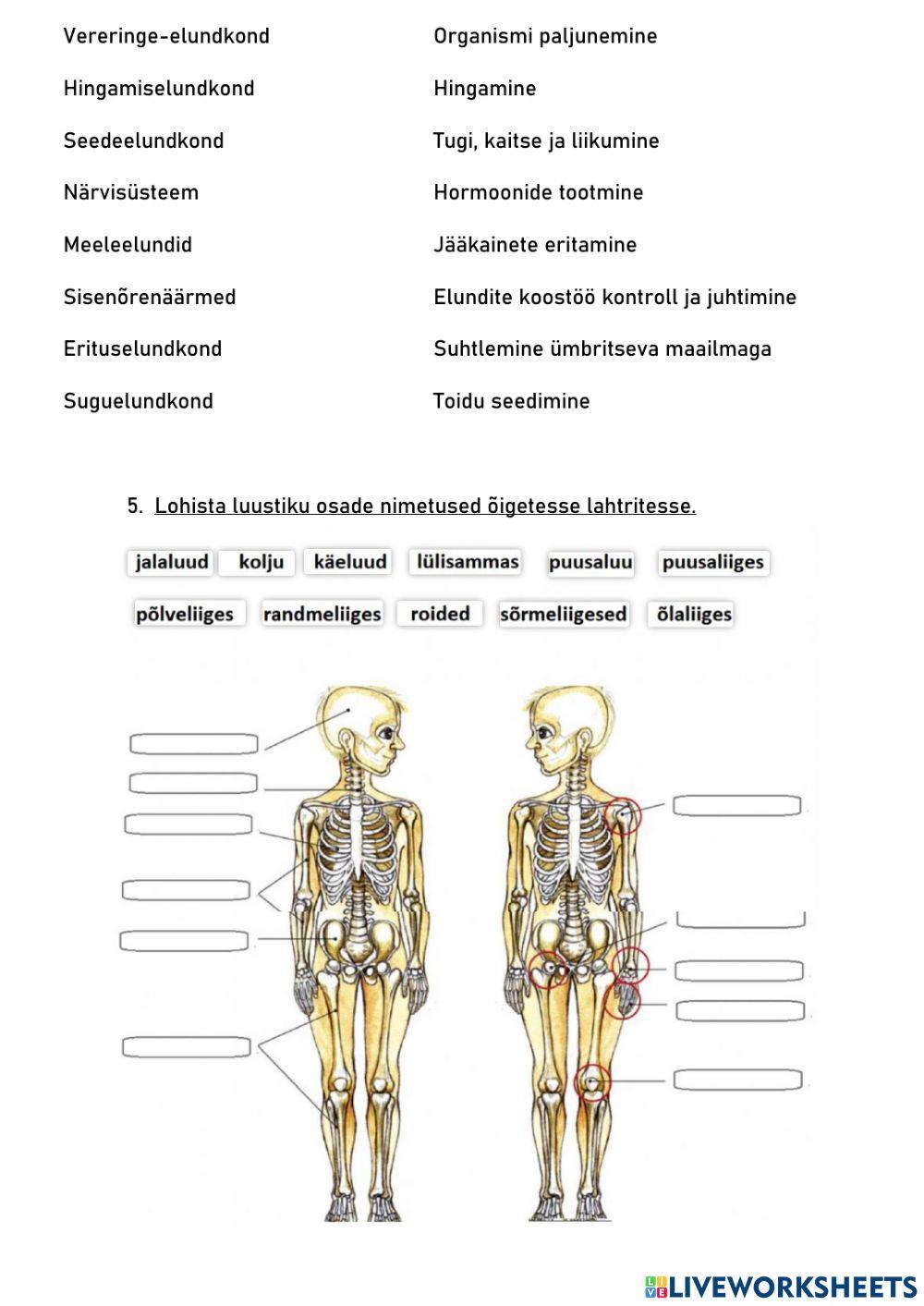 Inimene online exercise for | Live Worksheets