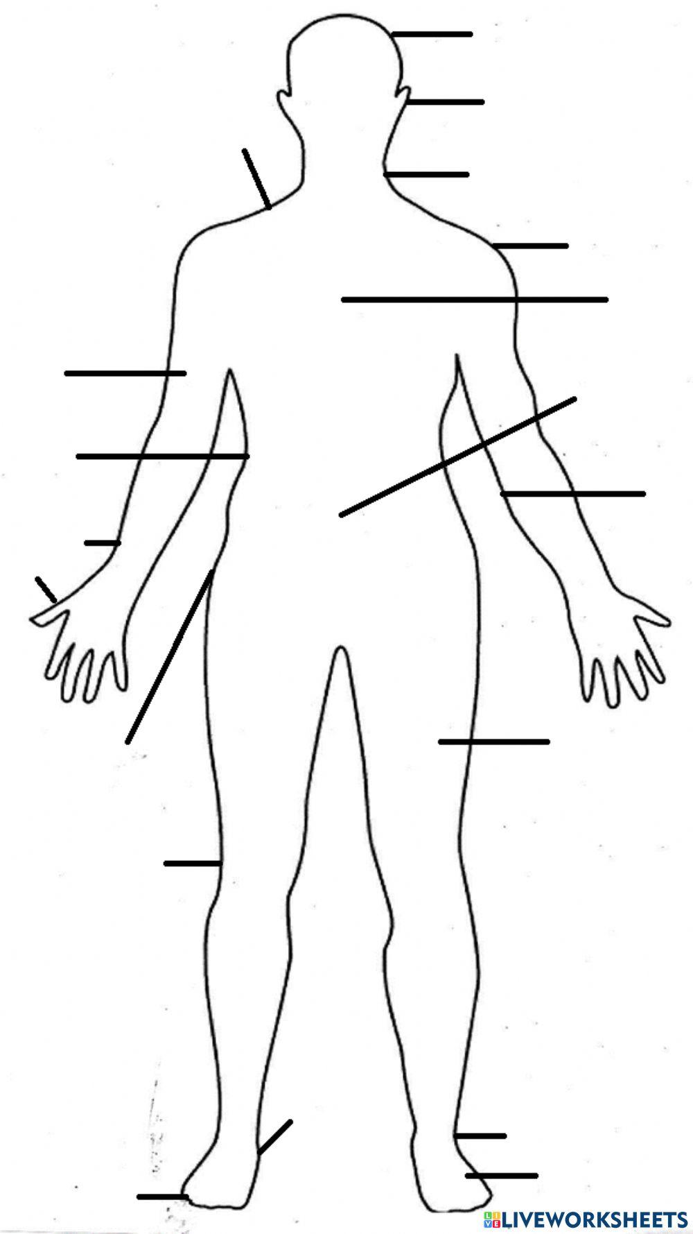 Body parts | yessio | Live Worksheets