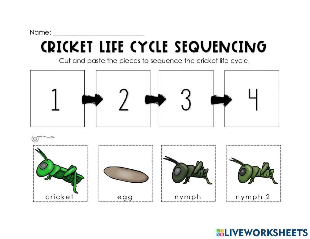 Cricket Life Cycle