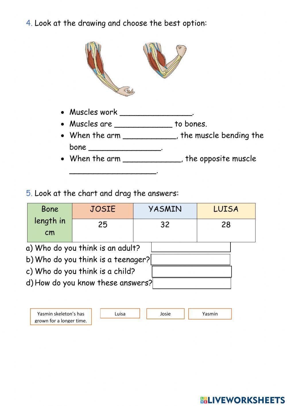ks2 bones worksheet