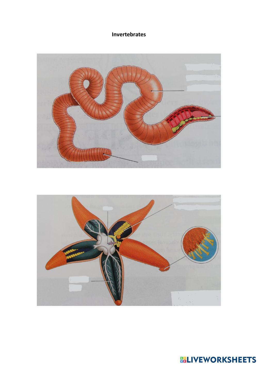Invertebrates online exercise for | Live Worksheets