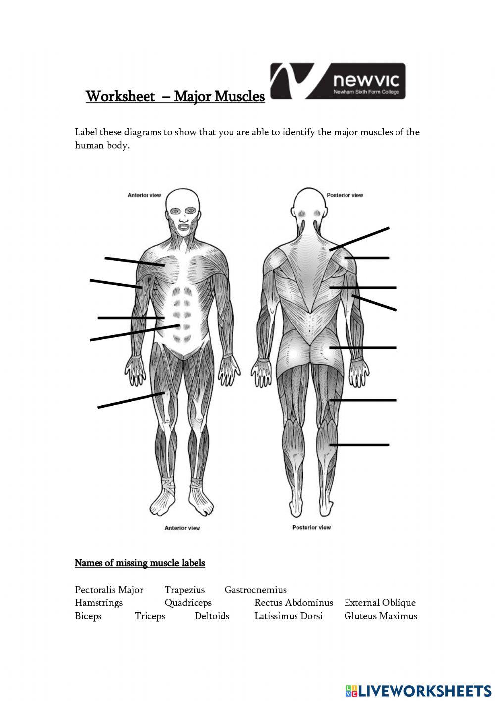Muscles online exercise for | Live Worksheets